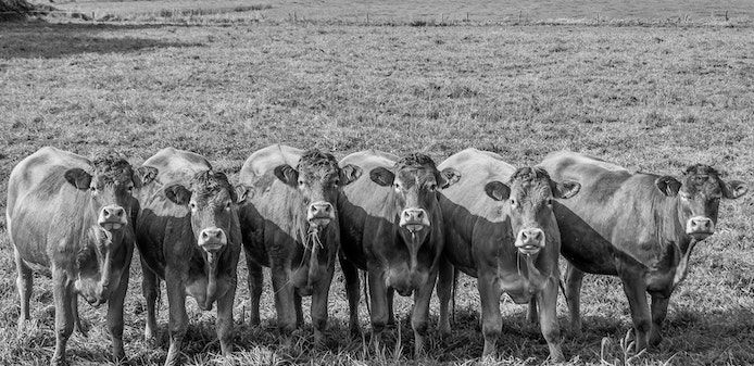 Pets vs Cattle Analogy Explained · VirtuallyTD